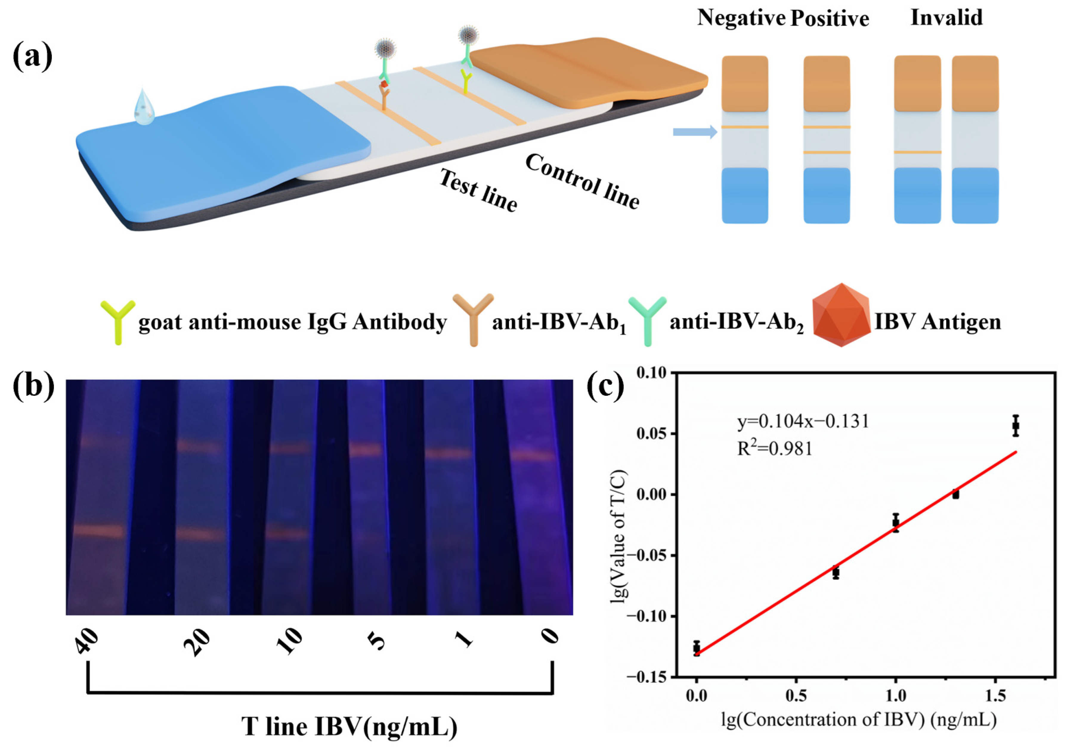 Rapid and Sensitive Detection of Influenza B Virus Employing ...
