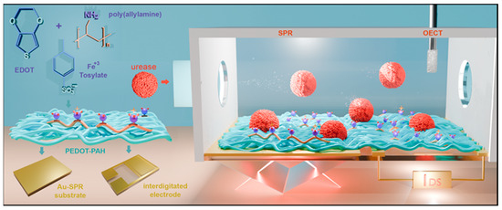 Urea Biosensing through Integration of Urease to the PEDOT-Polyamine ...