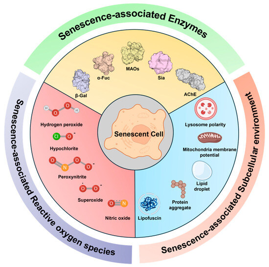 Recent Developments in Small-Molecule Fluorescent Probes for Cellular ...