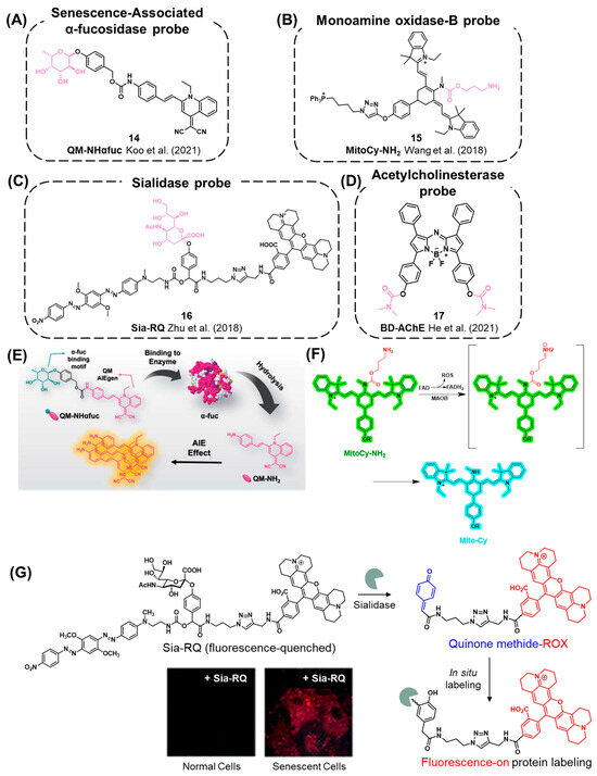 Recent Developments in Small-Molecule Fluorescent Probes for Cellular ...