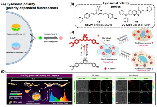 Recent Developments in Small-Molecule Fluorescent Probes for Cellular ...