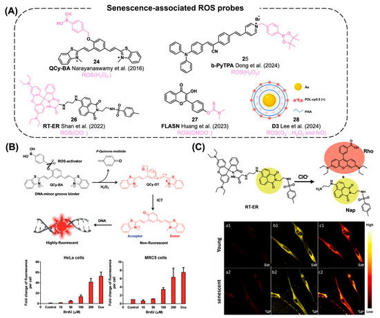 Recent Developments in Small-Molecule Fluorescent Probes for Cellular ...