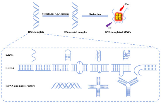 Advancing Biosensing and Imaging with DNA-Templated Metal Nanoclusters ...