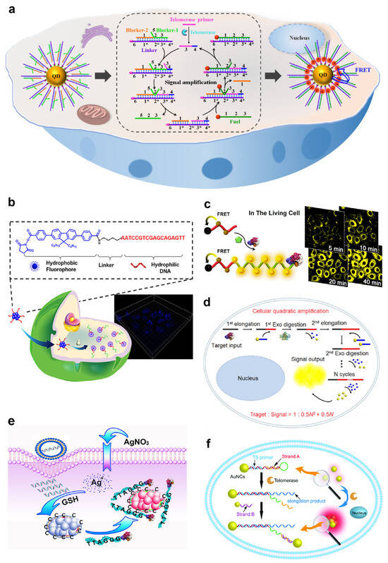 Recent Advances in DNA Systems for In Situ Telomerase Activity ...