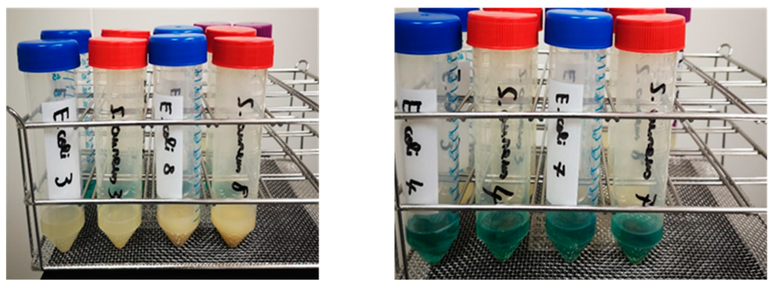 Impregnated Sheep Wool Fibers with an Antimicrobial Effect