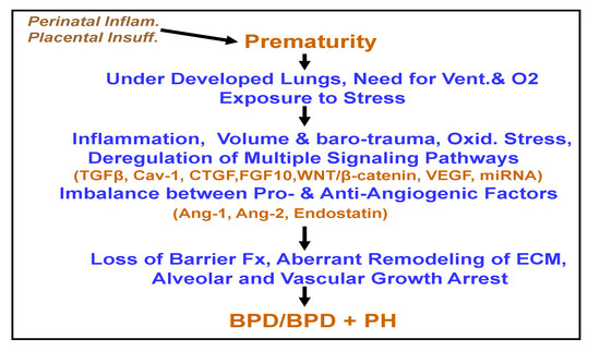 Signaling Pathways Involved in the Development of Bronchopulmonary ...