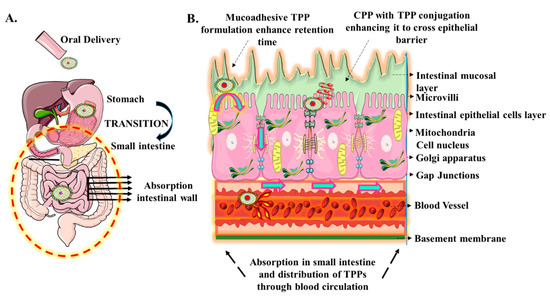 An Update on Pharmaceutical Strategies for Oral Delivery of Therapeutic ...