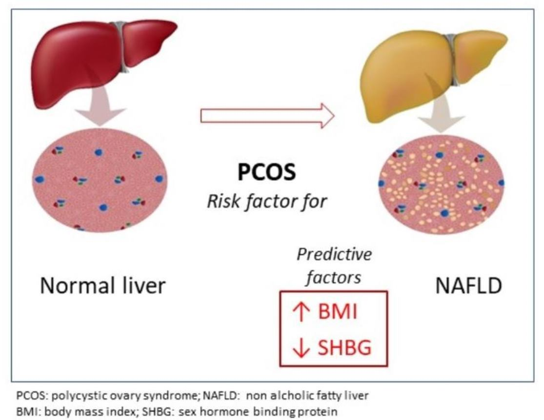 Children | Free Full-Text | Sex Hormone-Binding Globulin (SHBG ...