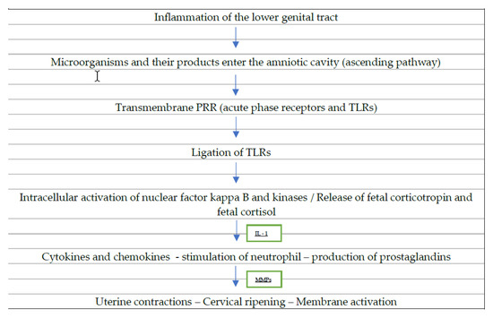 Maternal Infection and Preterm Birth: From Molecular Basis to Clinical ...