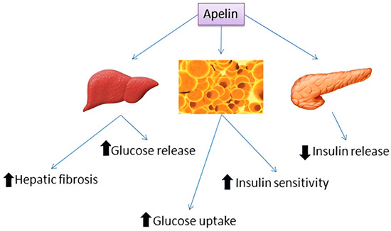 Decoding Apelin: Its Role in Metabolic Programming, Fetal Growth, and ...