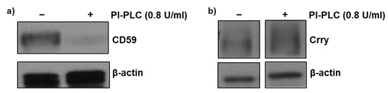 Hemopexin Modulates Expression of Complement Regulatory Proteins in Rat ...