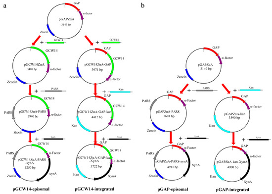 Improved Production of Streptomyces sp. FA1 Xylanase in a Dual-Plasmid ...