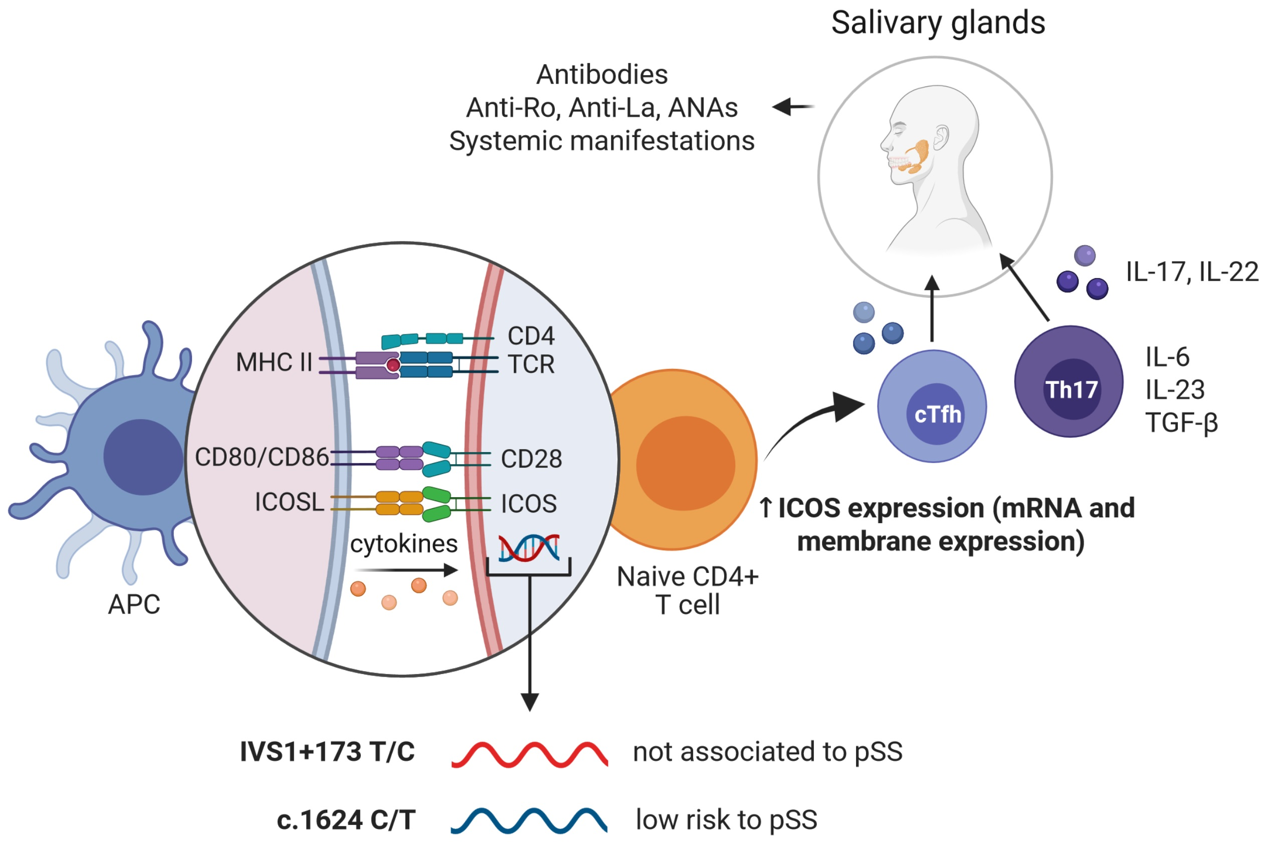 CIMB | Free Full-Text | ICOS Gene Polymorphisms (IVS1 + 173 T/C and c ...