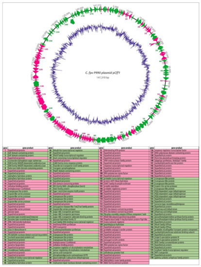 Curtobacterium spp. and Curtobacterium flaccumfaciens: Phylogeny ...