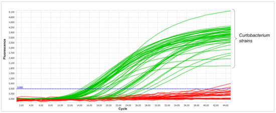 Curtobacterium spp. and Curtobacterium flaccumfaciens: Phylogeny ...
