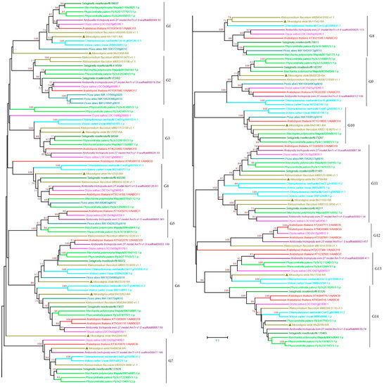 New Insights into Evolution of the ABC Transporter Family in Mesostigma ...