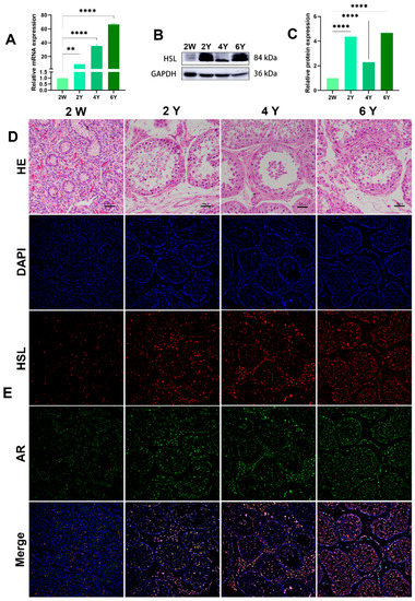 Cloning and Molecular Characterization of HSL and Its Expression ...