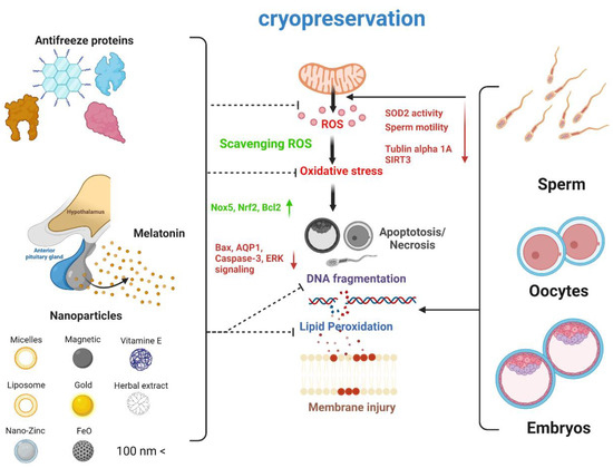 Application of Nanoparticles and Melatonin for Cryopreservation of ...