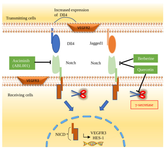 CIMB | Free Full-Text | Classical Angiogenic Signaling Pathways and ...