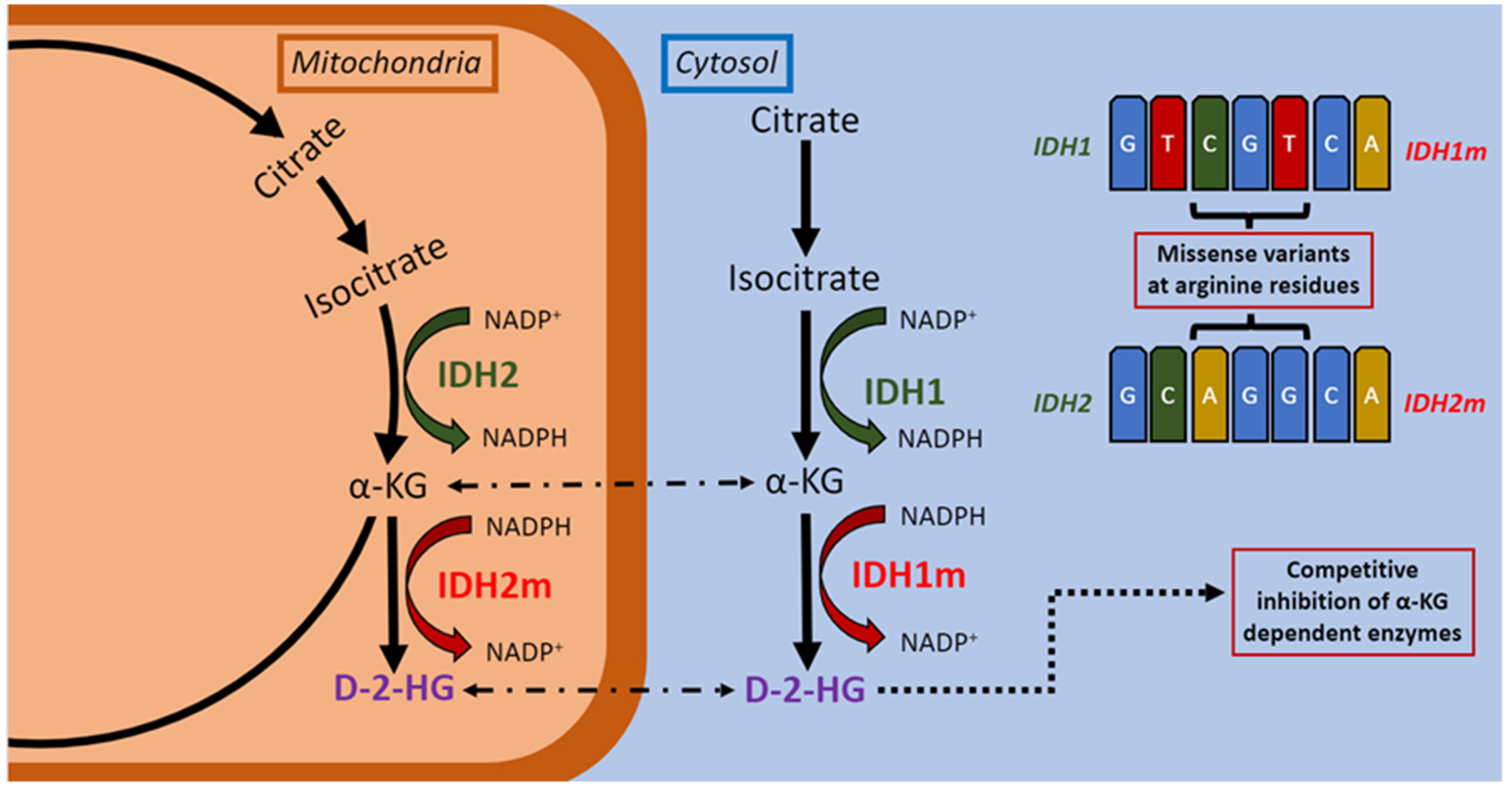 CIMB | Free Full-Text | Implications of Concurrent IDH1 and IDH2 Mutations on Survival in Glioma ...