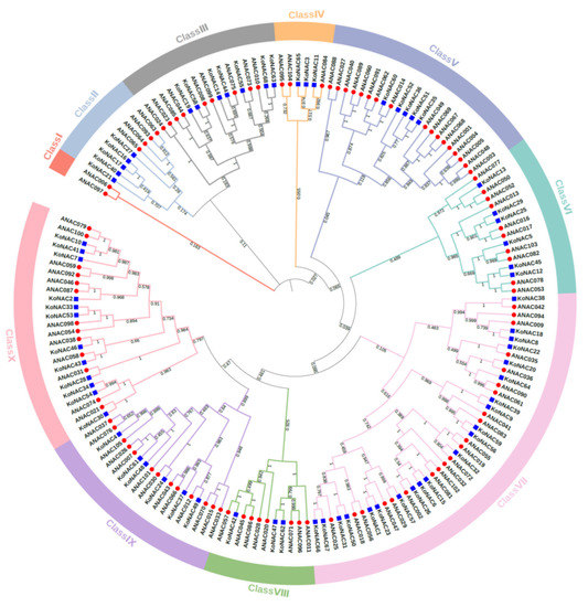 Genome-Wide Identification and Expression Analysis of the NAC Gene ...