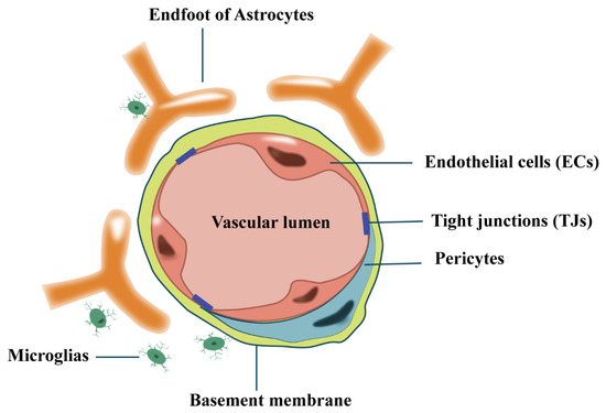 The Crosstalk between the Blood–Brain Barrier Dysfunction and ...