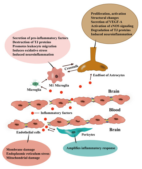 The Crosstalk between the Blood–Brain Barrier Dysfunction and ...