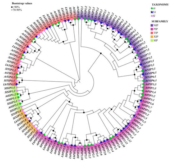 Genome-Wide Identification and Expression Analysis of the Aquaporin ...