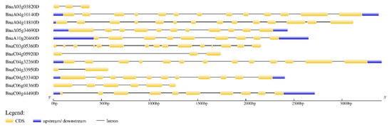 Genome-Wide Identification of Brassica napus PEN1-LIKE Genes and Their ...