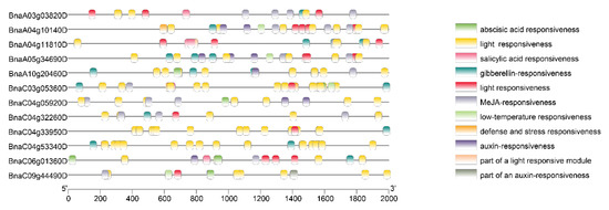 Genome-Wide Identification of Brassica napus PEN1-LIKE Genes and Their ...