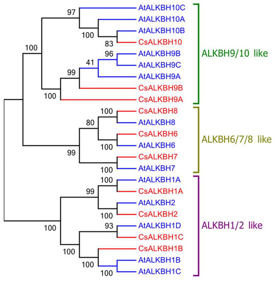 Genome-Wide Identification and Characterization of the AlkB Gene Family ...