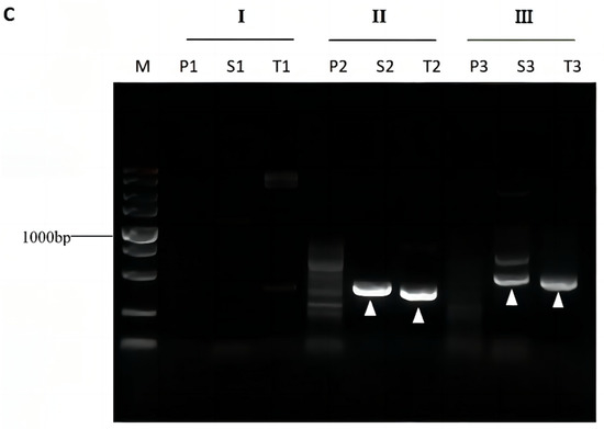 Bridging PCR: An Efficient and Reliable Scheme Implemented for Genome ...