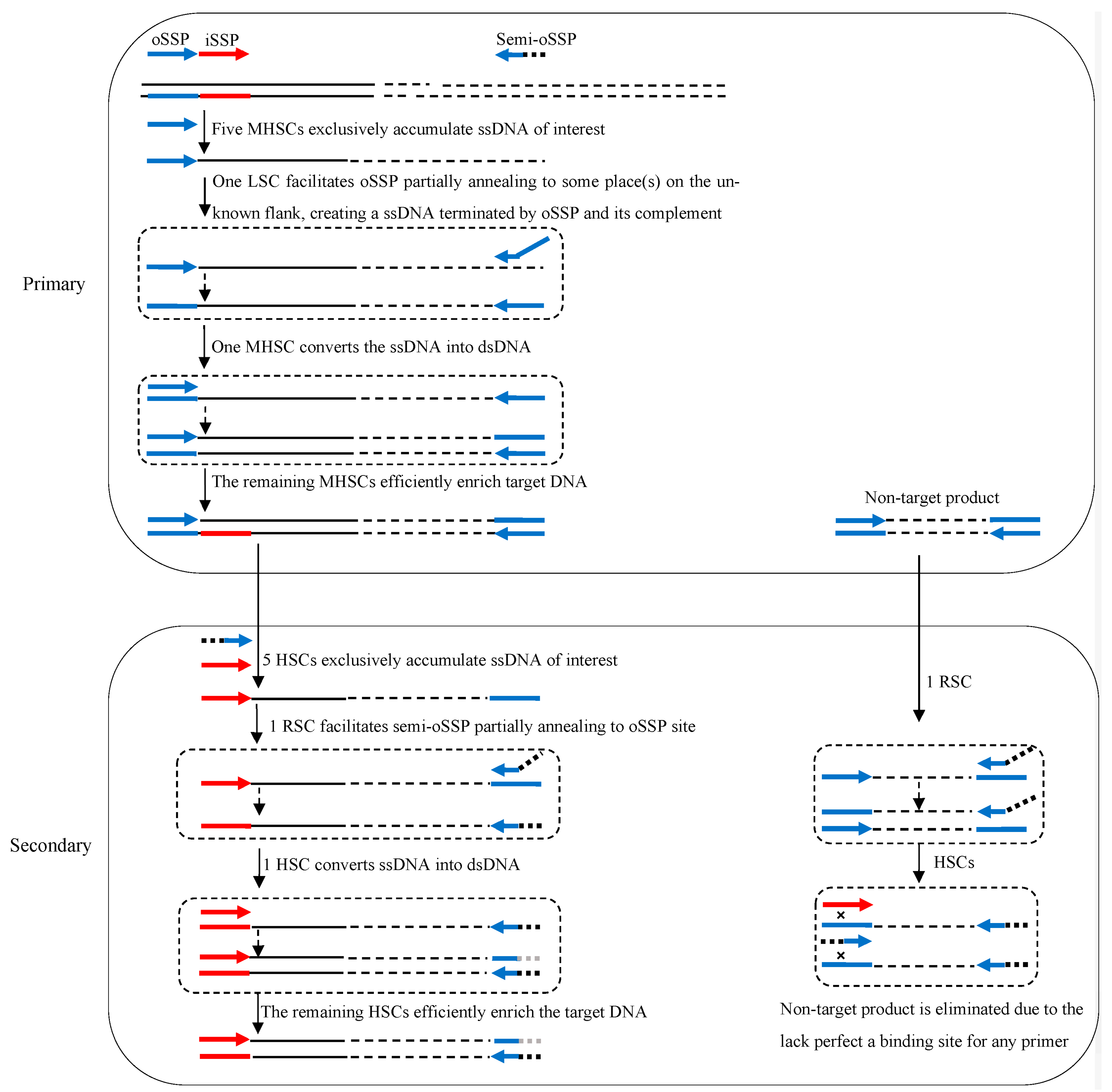CIMB | Free Full-Text | Semi-Site-Specific Primer PCR: A Simple but ... CIMB | Free Full-Text | Semi-Site-Specific Primer PCR: A Simple but ...