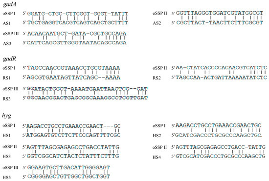 Semi-Site-Specific Primer PCR: A Simple but Reliable Genome-Walking Tool