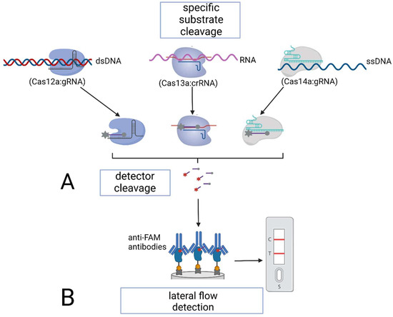 CIMB | Free Full-Text | Molecular Mechanisms Underlying CRISPR/Cas ...