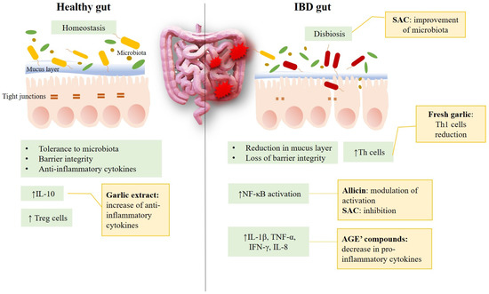 Garlic (Allium sativum L.) as an Ally in the Treatment of Inflammatory ...