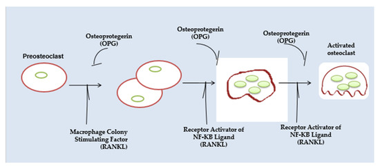 Carbonic Anhydrase II Activators in Osteopetrosis Treatment: A Review
