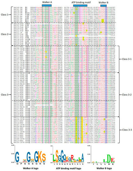 Analysis of the Properties of 44 ABC Transporter Genes from Biocontrol ...