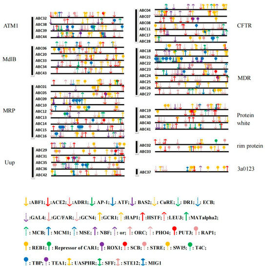 Analysis of the Properties of 44 ABC Transporter Genes from Biocontrol ...