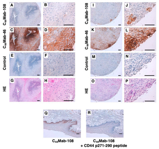 CIMB | Free Full-Text | Development of a Novel Anti-CD44 Variant 4 ...