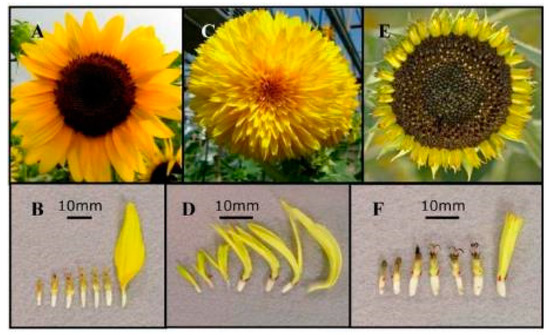 Advances in Research on the Regulation of Floral Development by CYC ...