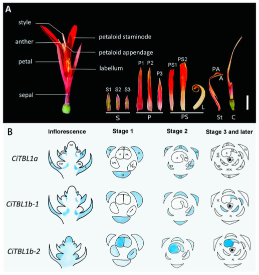 Advances in Research on the Regulation of Floral Development by CYC ...