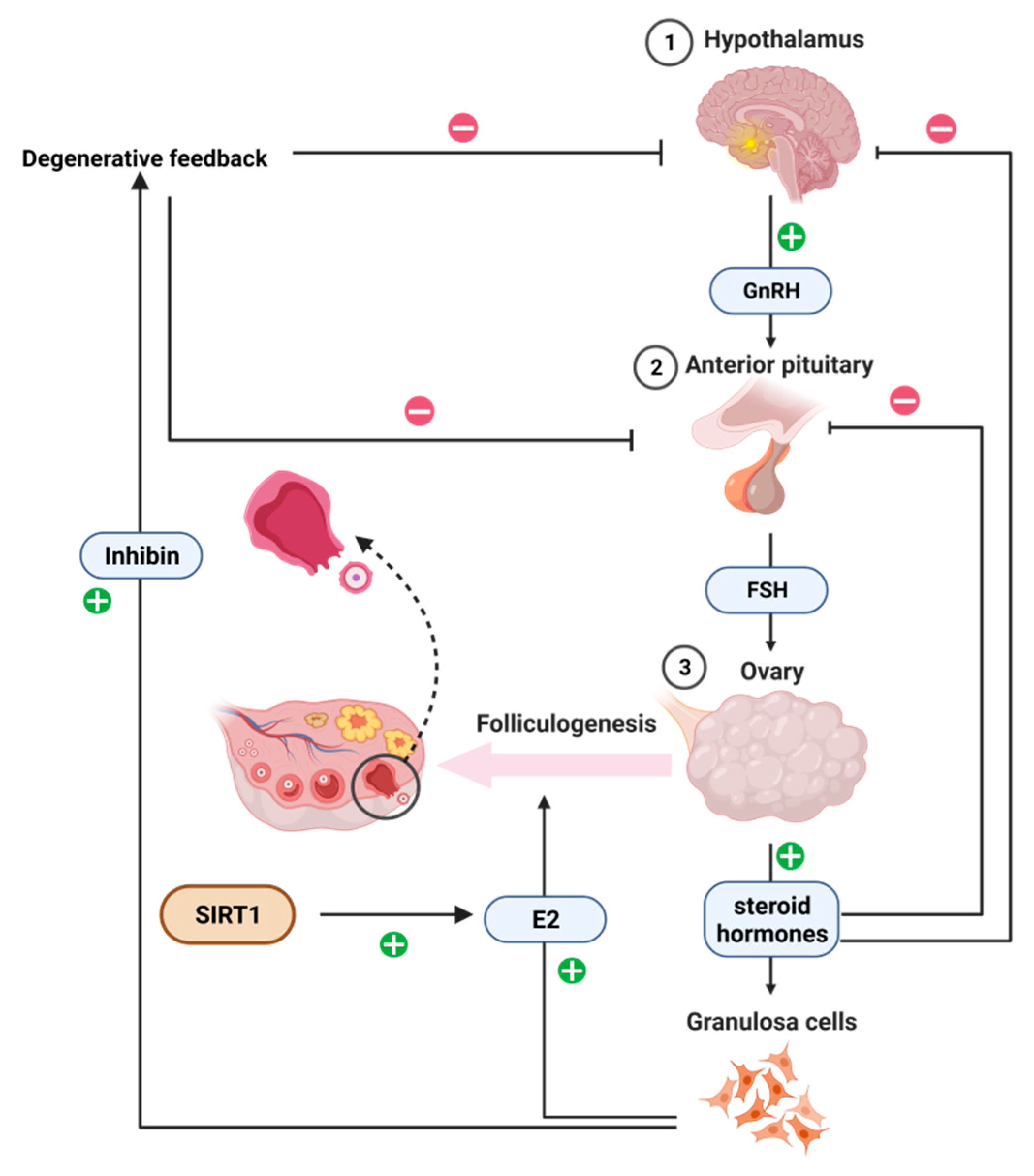 Cimb Free Full Text Regulation Of Sirt1 In Ovarian Function Pcos