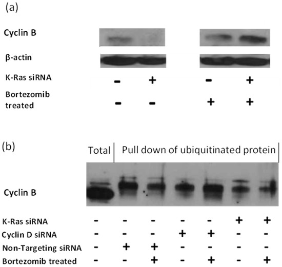 Mutant K-Ras in Pancreatic Cancer: An Insight on the Role of Wild-Type ...