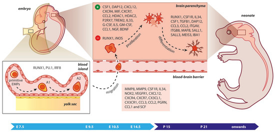 Origin and Emergence of Microglia in the CNS—An Interesting (Hi)story ...
