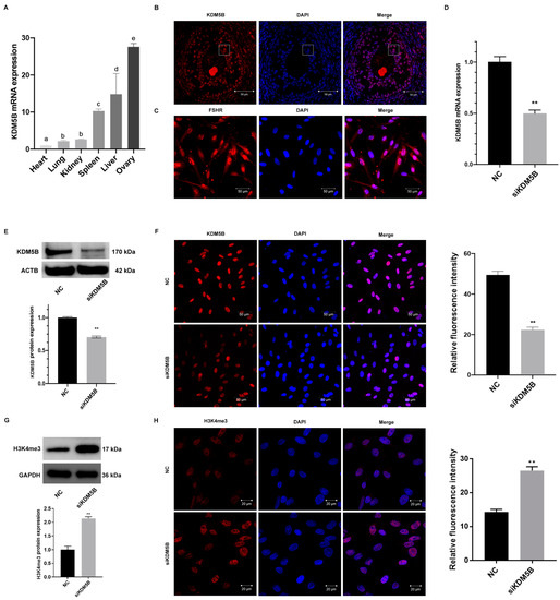 Knockdown of KDM5B Leads to DNA Damage and Cell Cycle Arrest in ...