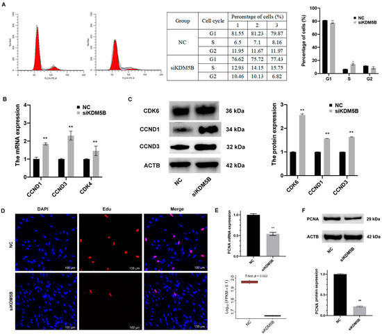 CIMB | Free Full-Text | Knockdown of KDM5B Leads to DNA Damage and Cell ...