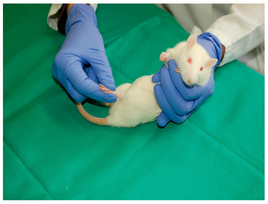 Effects of Whole-Body Vibration and Manually Assisted Locomotor Therapy ...