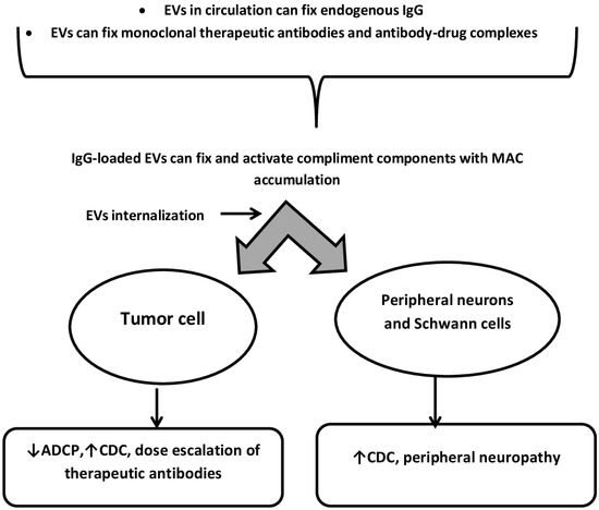 The Role of Intravesicular Proteins and the Protein Corona of ...