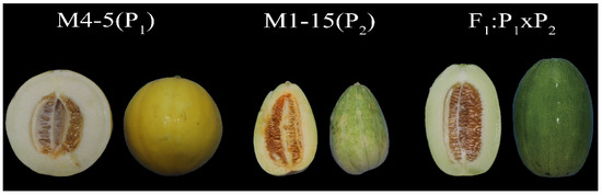 Genetic Mapping and QTL Analysis of Fruit Traits in Melon (Cucumis melo L.)